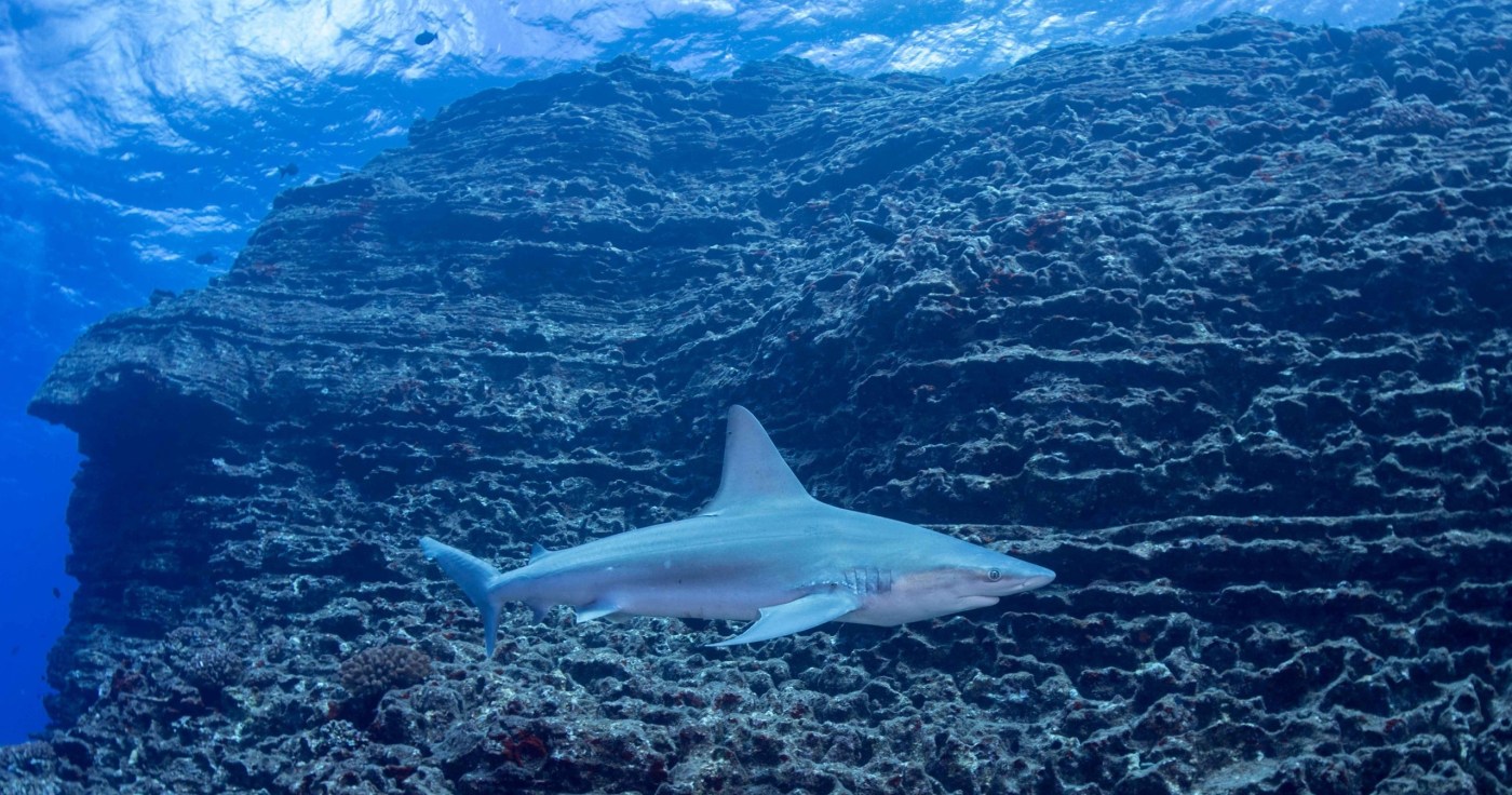 Privacy Statement | Fathom Five Divers