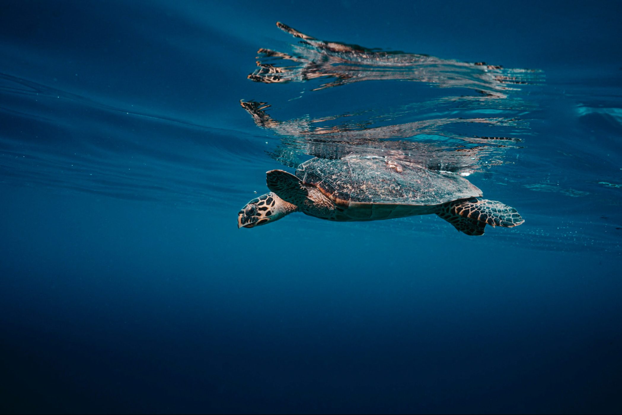 Media | Fathom Five Divers